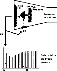Reversión de la relajación neuromuscular y medios de monitoreo