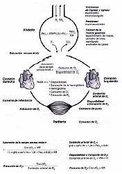 Monitoreo del oxígeno. Oximetría y oxigrafía de línea, oxigrama ...