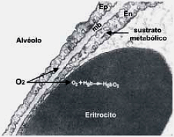 El pulmón y la respuesta inflamatoria.