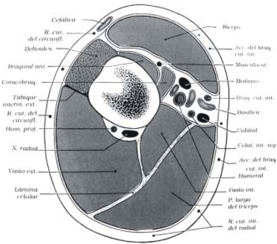 Dermatomas Brazo Mano Anatomia