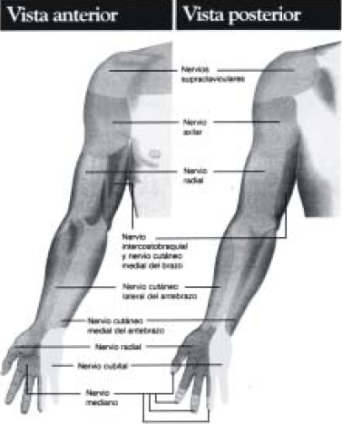 Dermatomas Brazo Mano Anatomia